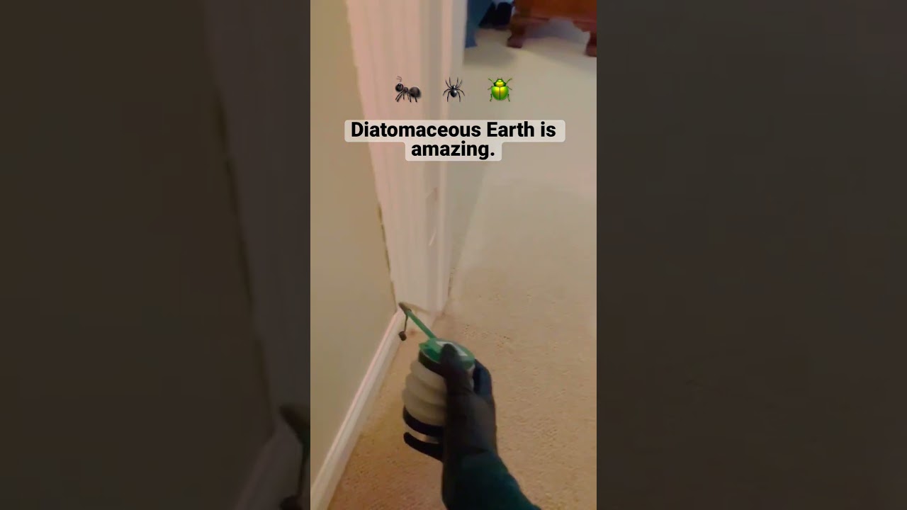 Diatomaceous Earth, a natural solution for creepy crawlies. 🐜 🕷 🪲