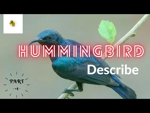 Hummingbird describe