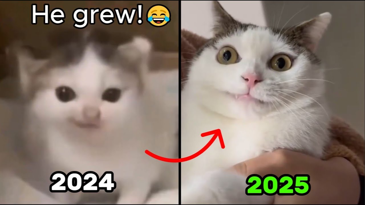 Where are the Legendary Cat Memes NOW? (Then & Now)