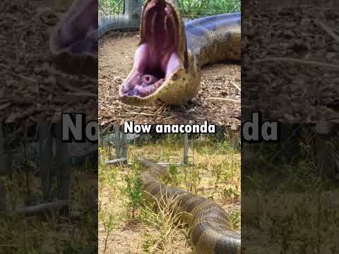 Anaconda vs Python #shorts
