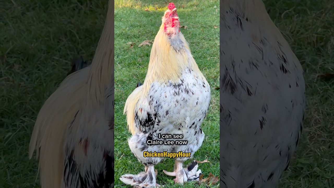 #dadjokes #jokes #comedy #parody #rooster #chicken #funnyshorts #chickenhappyhour