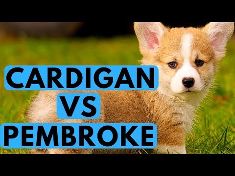 Cardigan vs Pembroke Welsh Corgi Difference