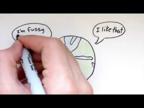 Renewable Energy Resources: Part 2 | GCSE Physics | Doodle Science