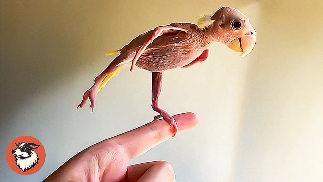 This Featherless Bird Sings Every Morning For His Favorite Human