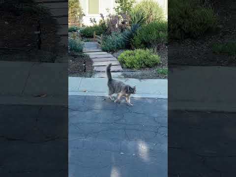 Smelly cat #cat #streetcat