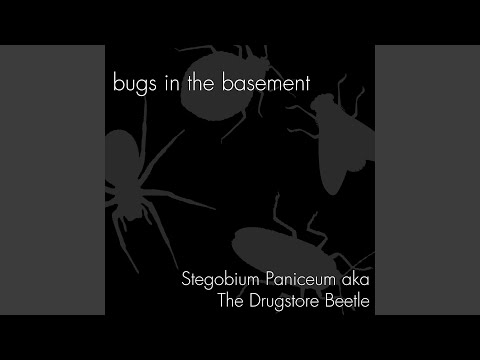 Stegobium Paniceum aka The Drugstore Beetle