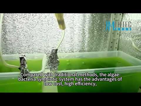 algae bacteria symbiosis technology for biogas slurry treatment #watertreatment