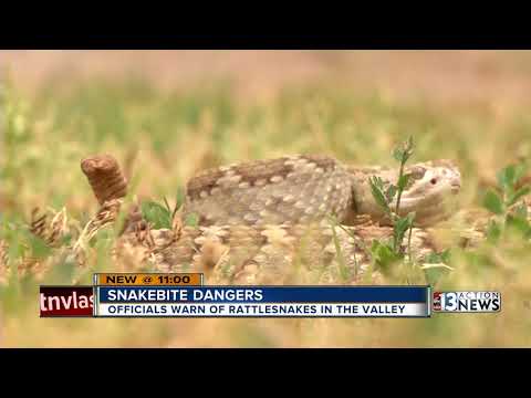 What you need to know for Las Vegas rattlesnake season