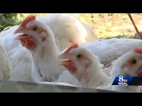 Pennsylvania state veterinarian recommends all poultry be maintained indoors