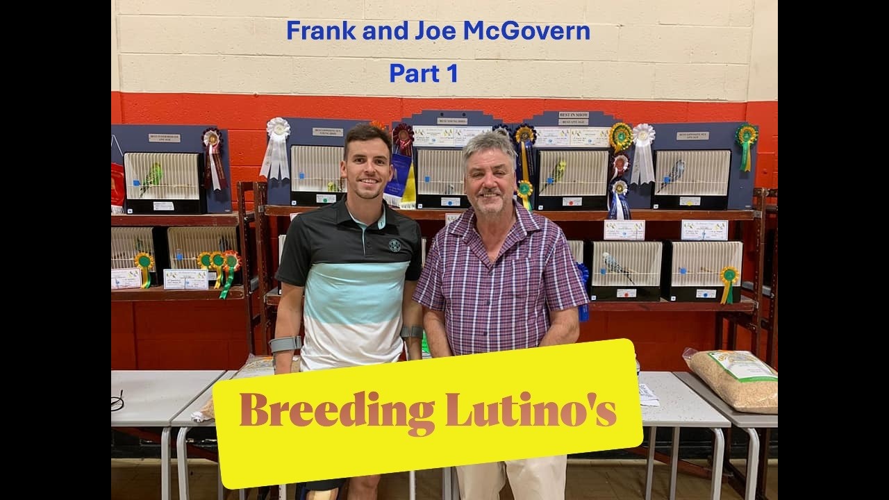 Frank and Joe 2026 breeding Lutino's Part 1