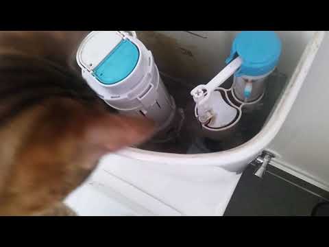 Bengal Kitten fixes the plumbing