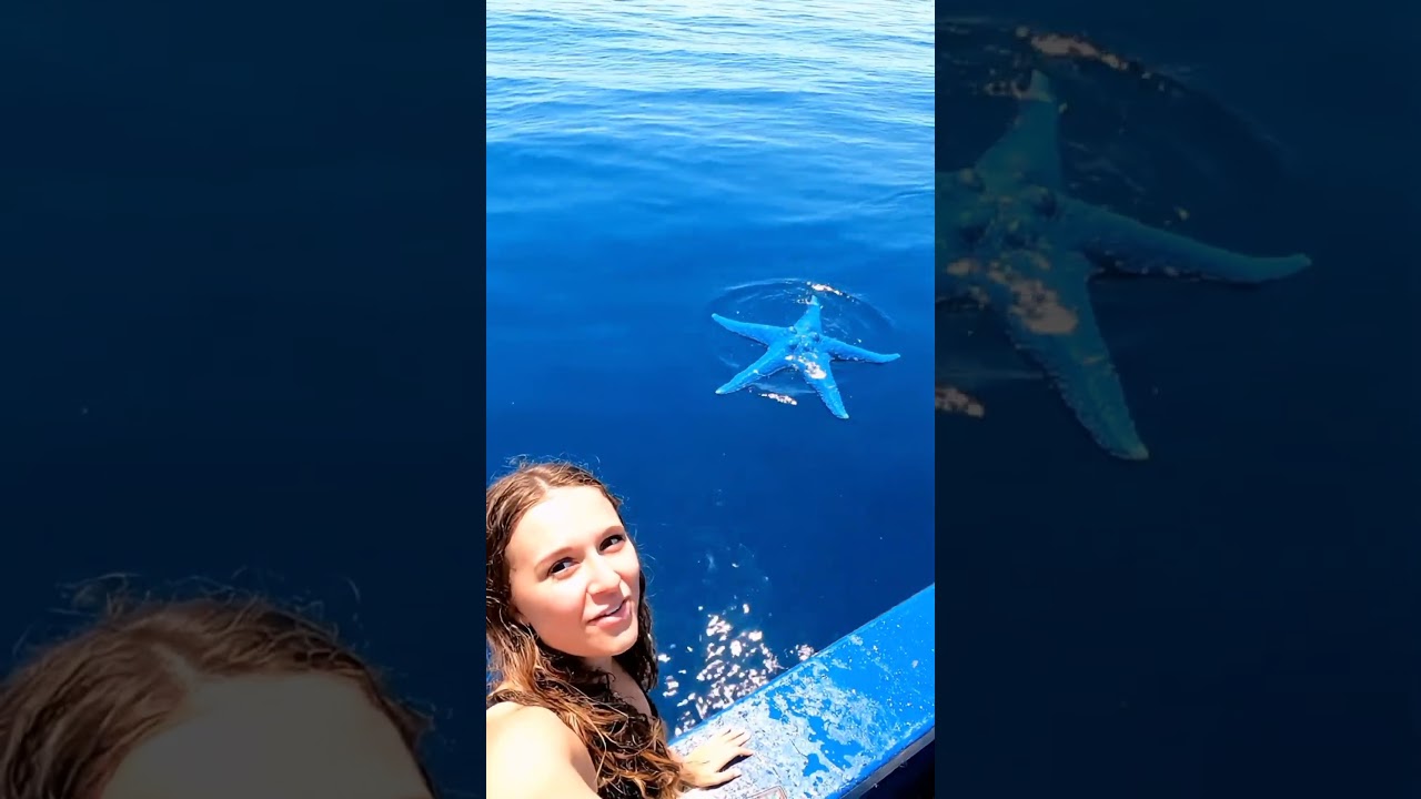 Never Seen Before A Huge Blue Starfish in the Ocean 🌊💙