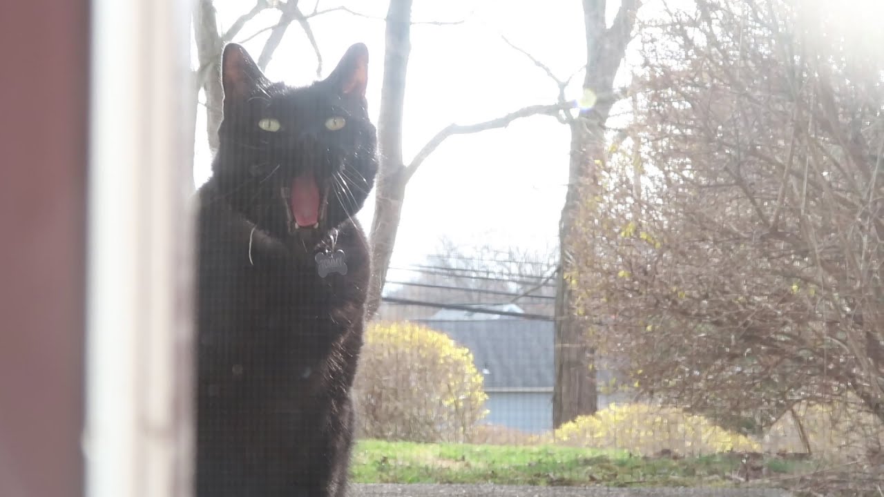 Peeping Tomcat Caught On Tape
