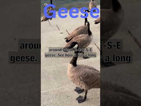Learning to Read the Word Geese. 🦆#shorts