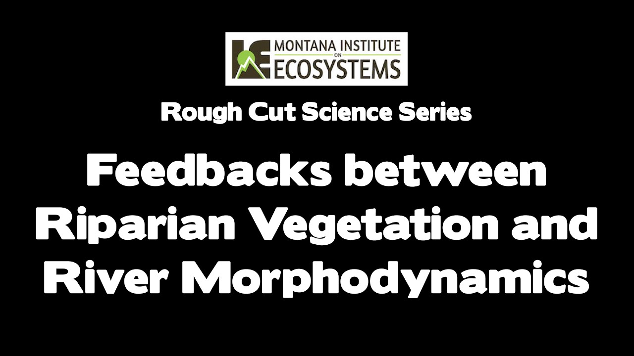 Feedbacks Between Riparian Vegetation and River Morphodynamics