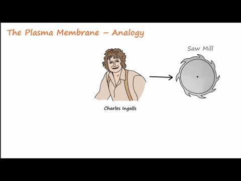 Simple Diffusion, Facilitated Diffusion, Primary Active Transport, & Secondary Active Transport