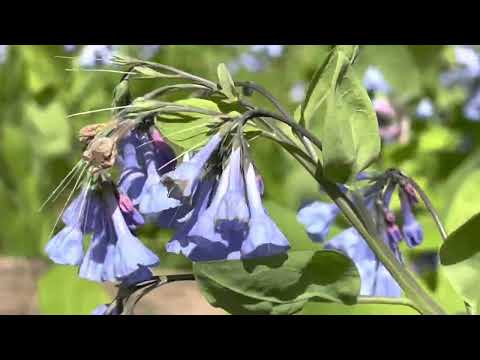 Virginia Bluebells in Virginia – The Sanguine Root