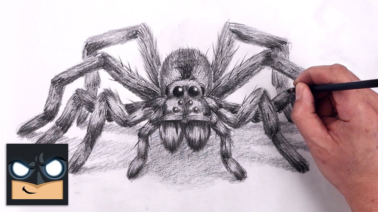 How To Draw Wolf Spider | Sketch Tutorial (Step by Step)