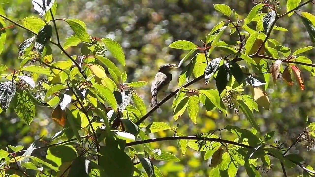 Warbling Vireo