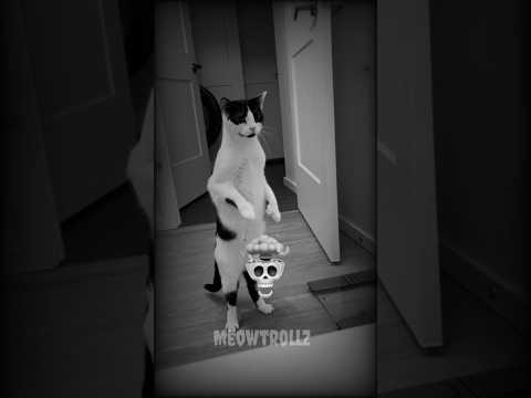 Cats acting like humans..💀🗿#cats #trollfaceedit