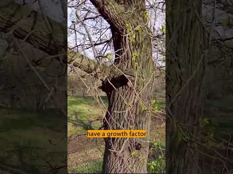 How Old is Your Oak Tree? #shorts #howTo #oaktrees #losangeles #trees