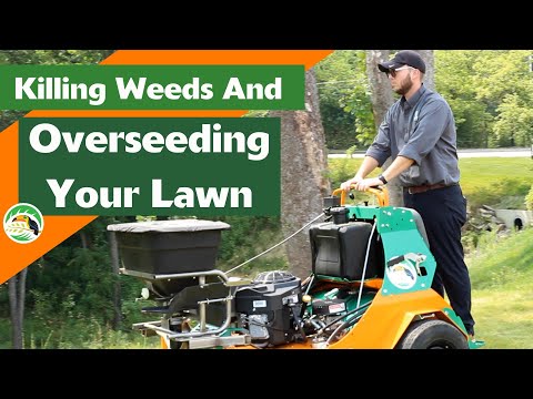 Killing Weeds and Overseeding Your Lawn