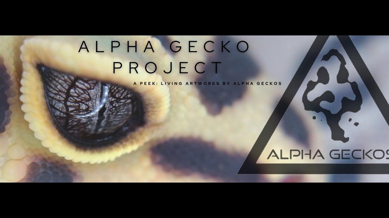 Alpha Geckos : Shall we begin?