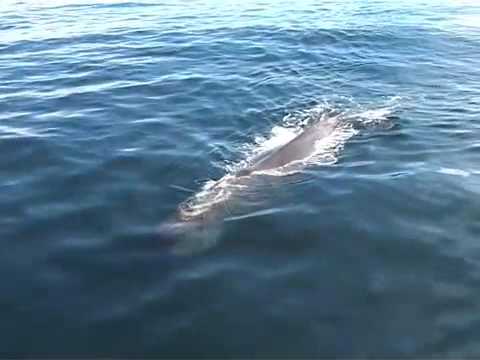 The whale almost collides with our ship - Andenes 2005