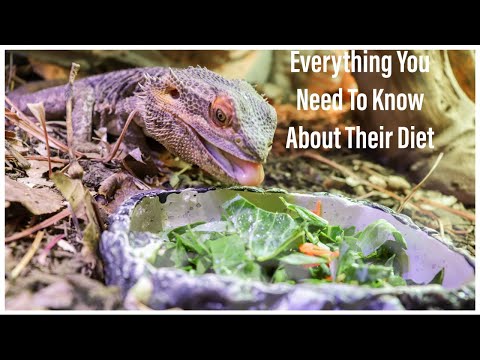 Complete Bearded Dragon Diet Guide 2020