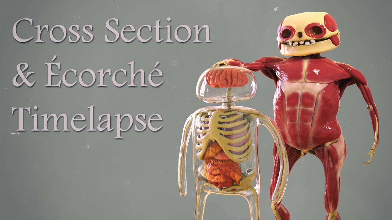 Adventure Time Finn Cross Section and Ecorche Anatomy Timelapse!