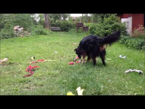 Busig apportering | hundreda