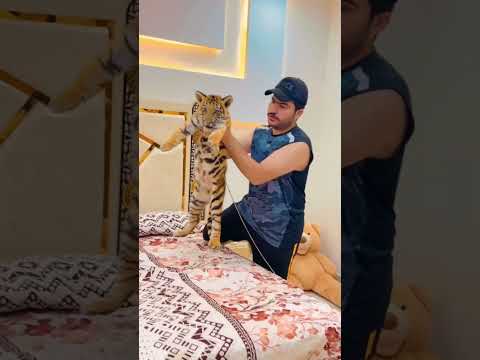 Subscribe 👍 | Tiger | Bangal Tiger | With Sw Pet House ♥️ #swpetshouse
