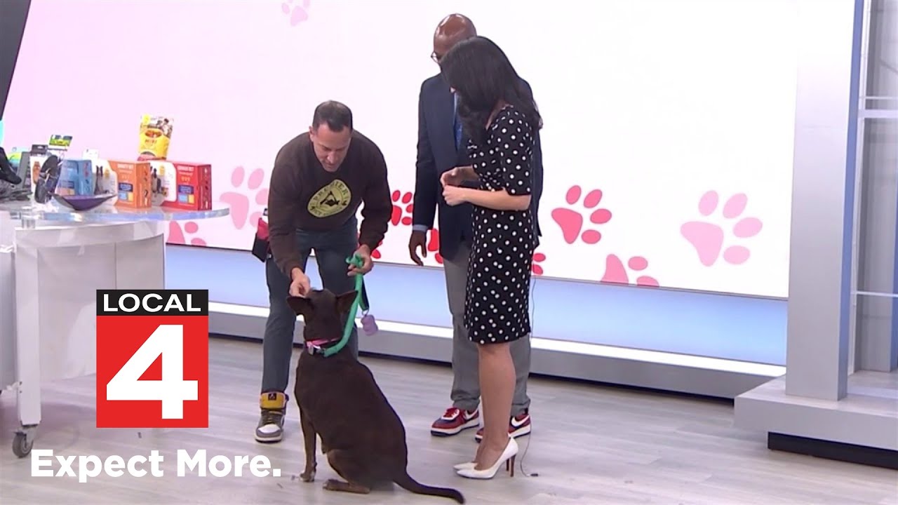How to train your dog: Expert tips for lasting results