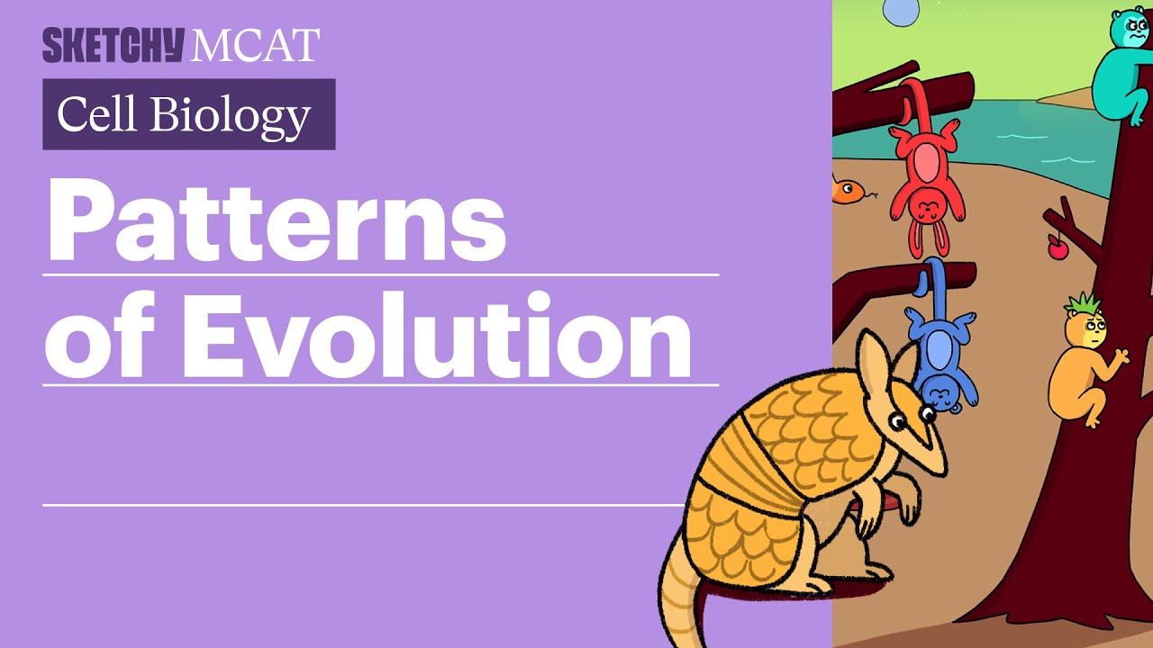 Patterns of Evolution: Divergent, Convergent & Parallel (Full Lesson) | Sketchy MCAT