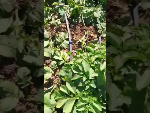 Drip Irrigation System - Lateral Hold Stake Trader - Wholesaler ...