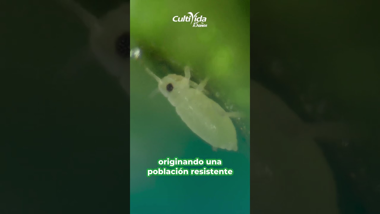 🔬TE HAS PREGUNTADO ¿CUÁL ES EL ORIGEN DE LA RESISTENCIA EN LAS PLAGAS AGRÍCOLAS?🐛🦋🦗🪲  #agro