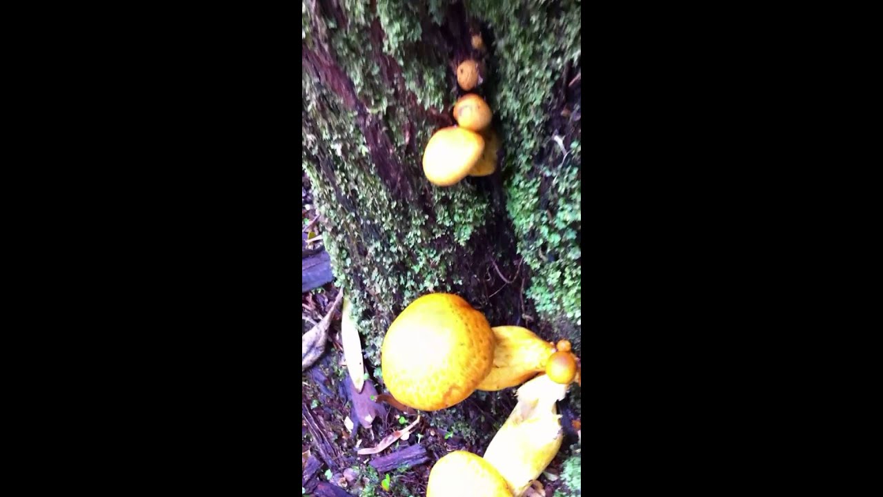 Mushrooms look like penises