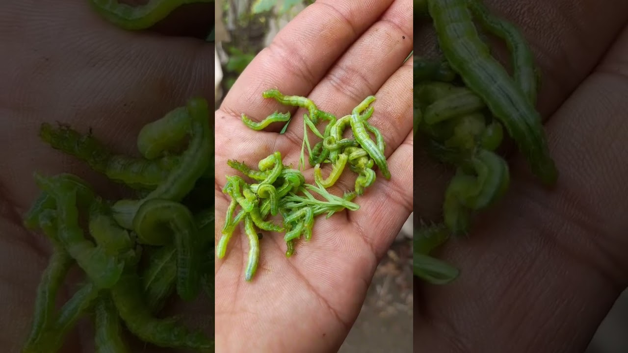 FOOD CHAIN