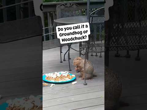 Do you call this a #Groundhog or a #Woodchuck? #animals #wildlife #cute #nature