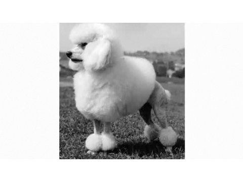 Pros & Cons of a Poodle | Dog Breeds