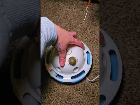 4 in 1 Interactive Fun for Cats! #cattoy #interactivecattoy