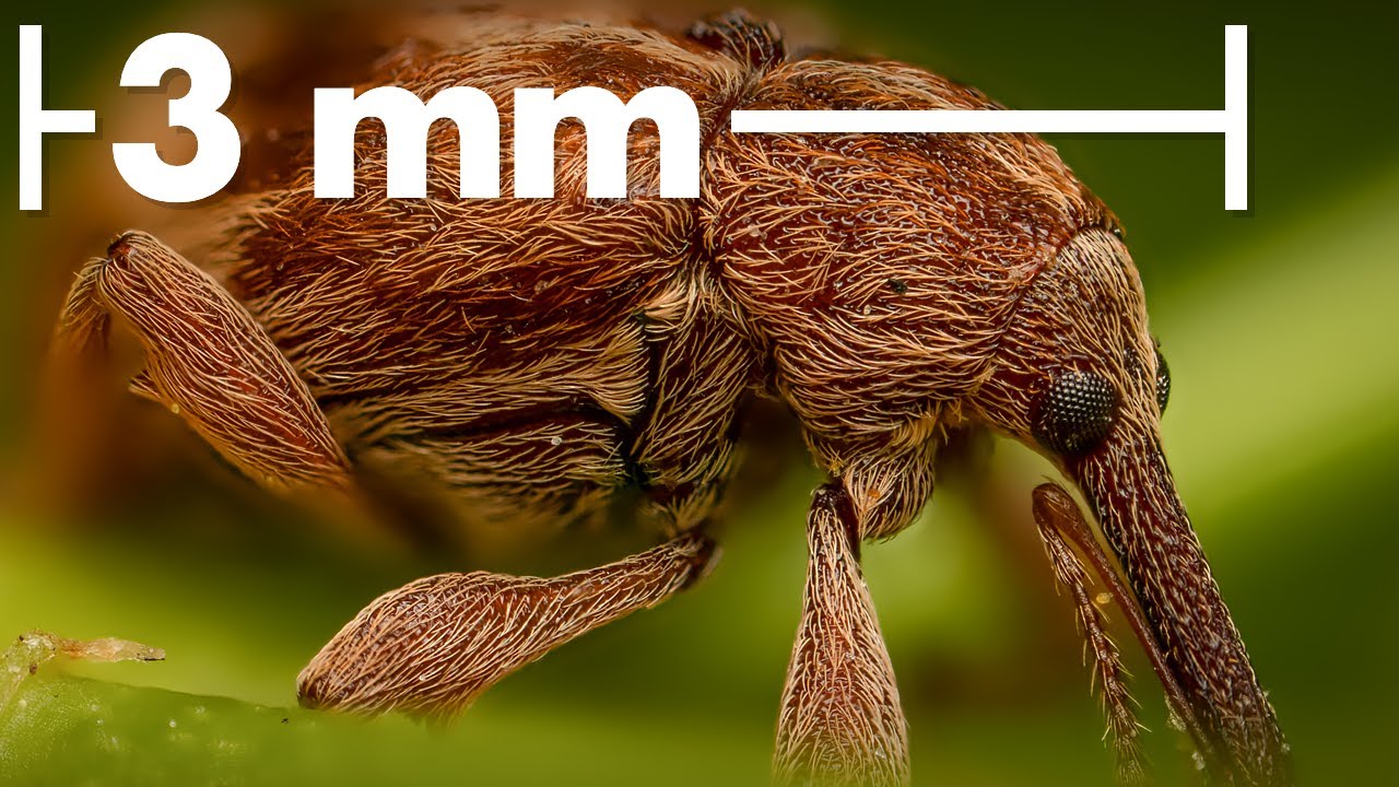 Extreme Macro Photography: M.Zuiko 90mm + MC-20 teleconverter