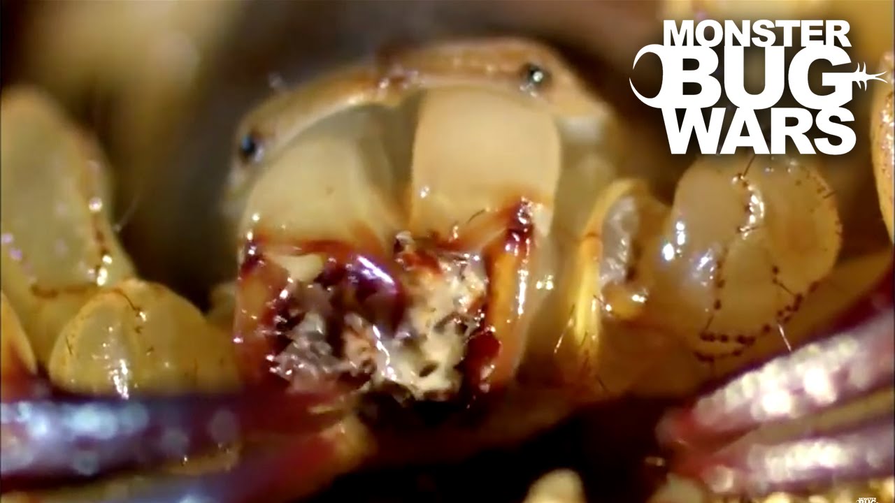 Desert Centipede Vs Desert Scorpion | MONSTER BUG WARS