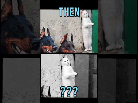 Famous Cats memes(Then vs Now) #meme #memes #nostalgia #catmemes