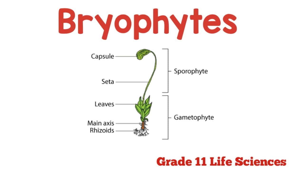 Understanding the Biodiversity of Bryophytes: A Deep Dive into Plant ...