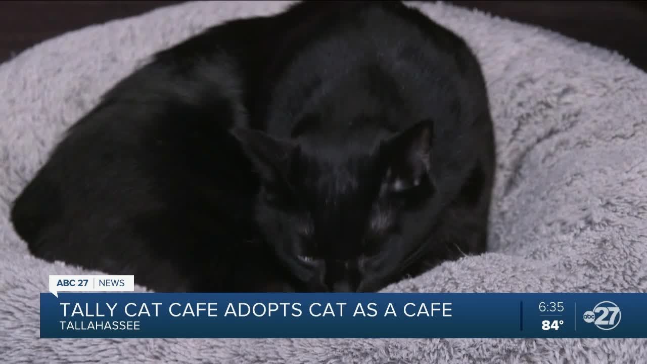 Tally Cat Café adopts long time cat