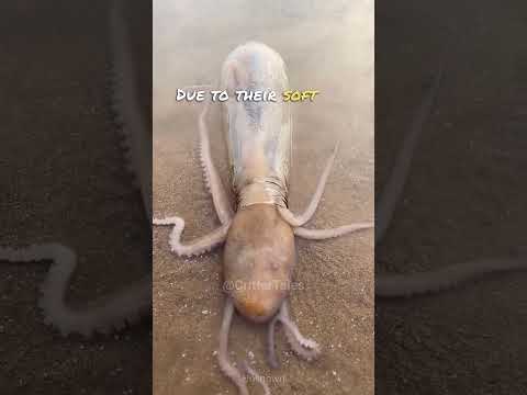 the Octopus: Masters of Disguiseπ #shorts #animals #octopus