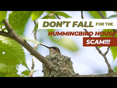 Don't Fall For The Hummingbird House Scam