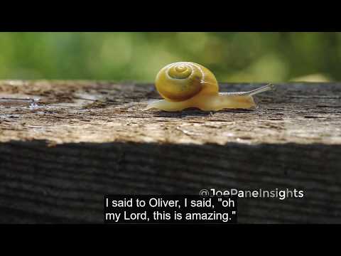 The Snail Trail