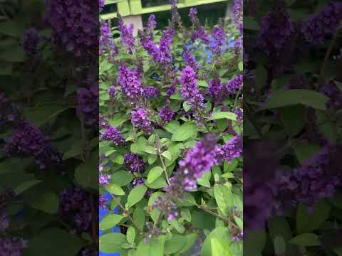 Growing Butterfly Bush Tips: Lo & Behold Blue Chip Jr Buddleia #butterflybush #gardeningtips #plants